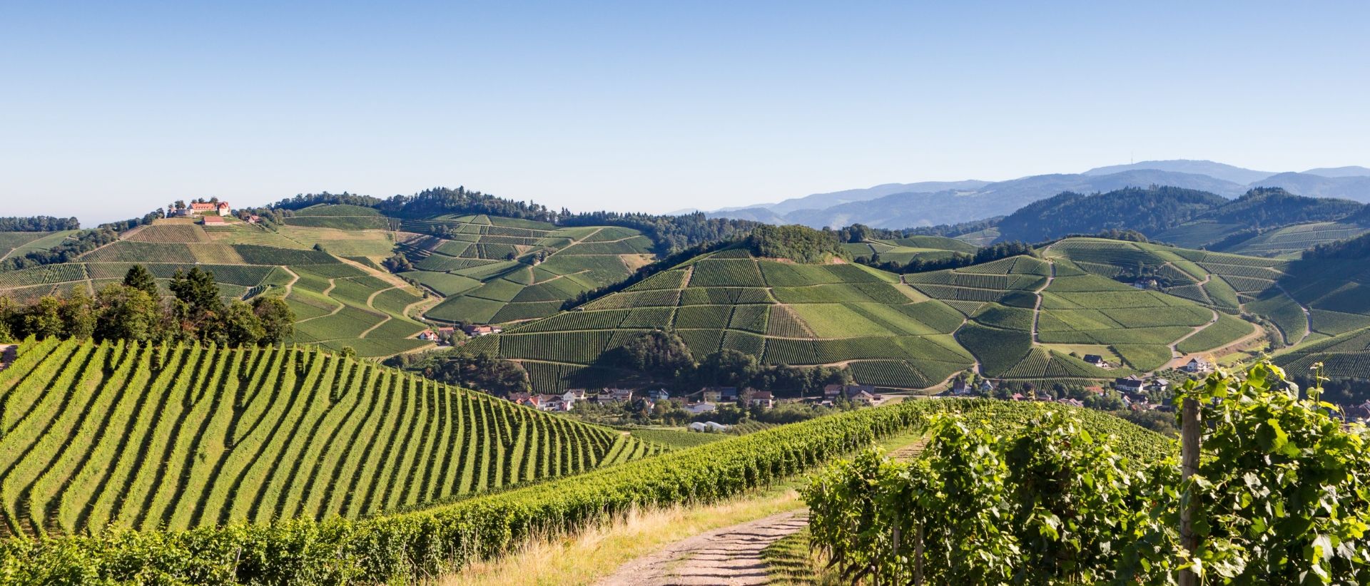 Startseite - Weinparadies Ortenau