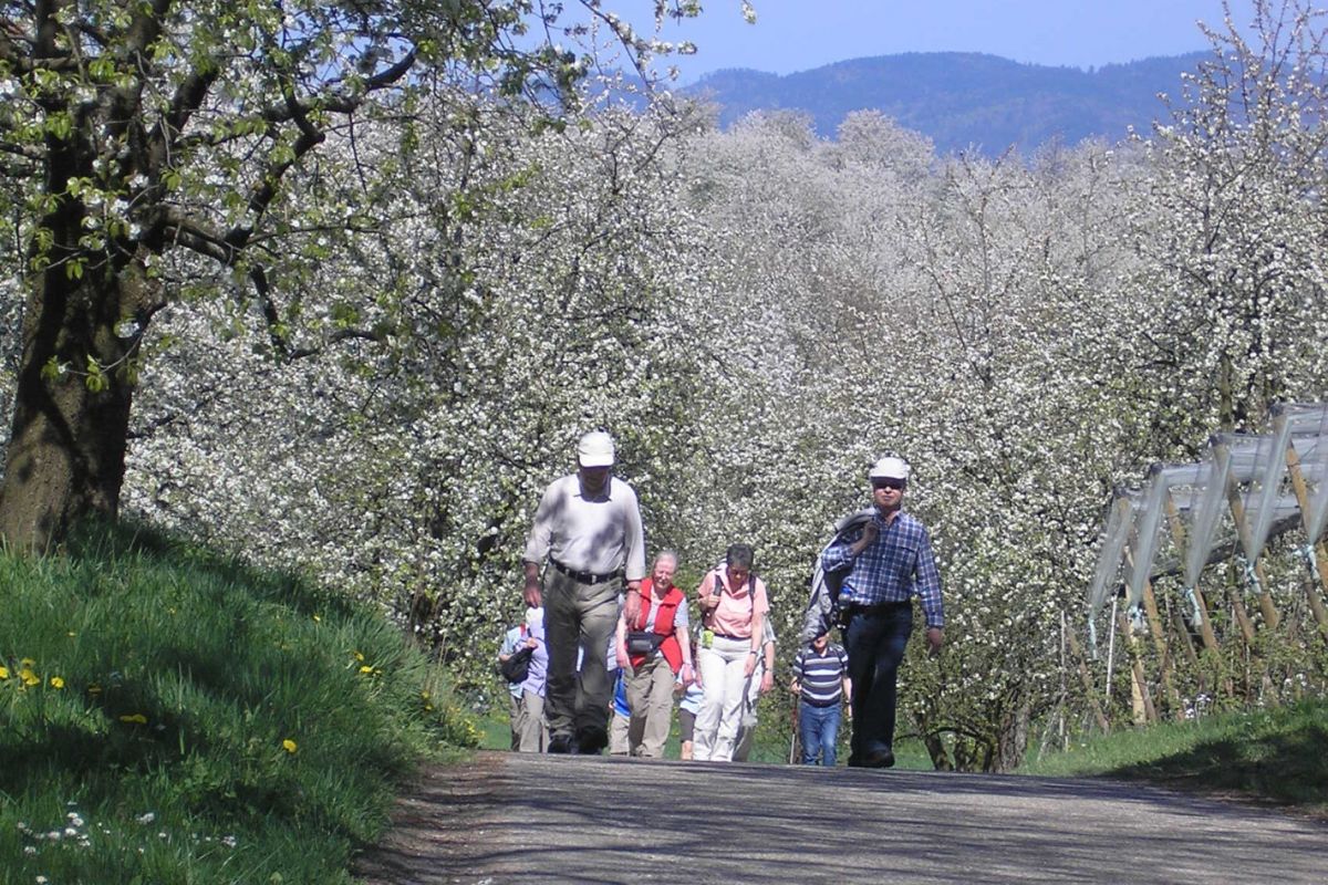 Achern - Weinparadies Ortenau