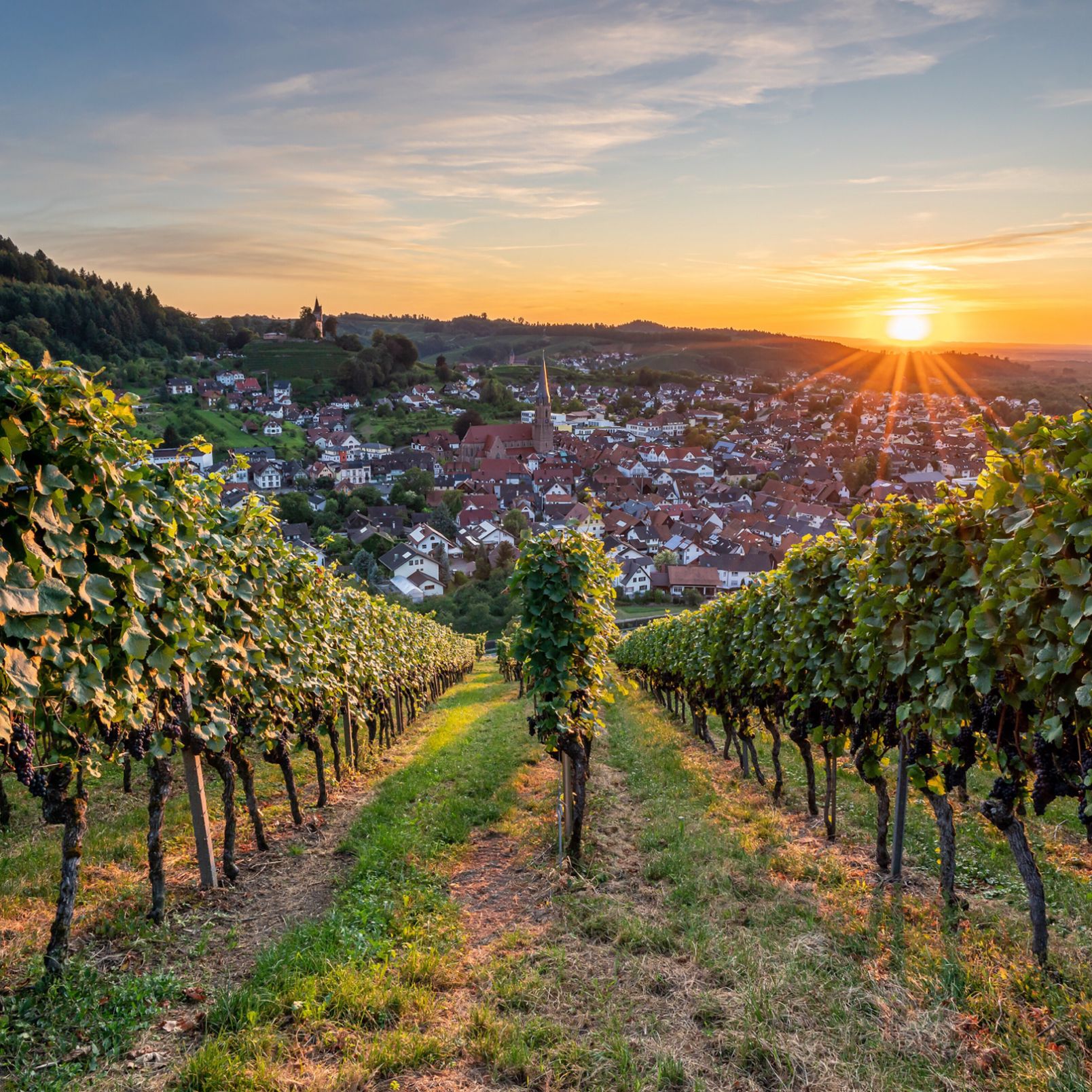 Ortenauer Weinlandschaft - Weinparadies Ortenau