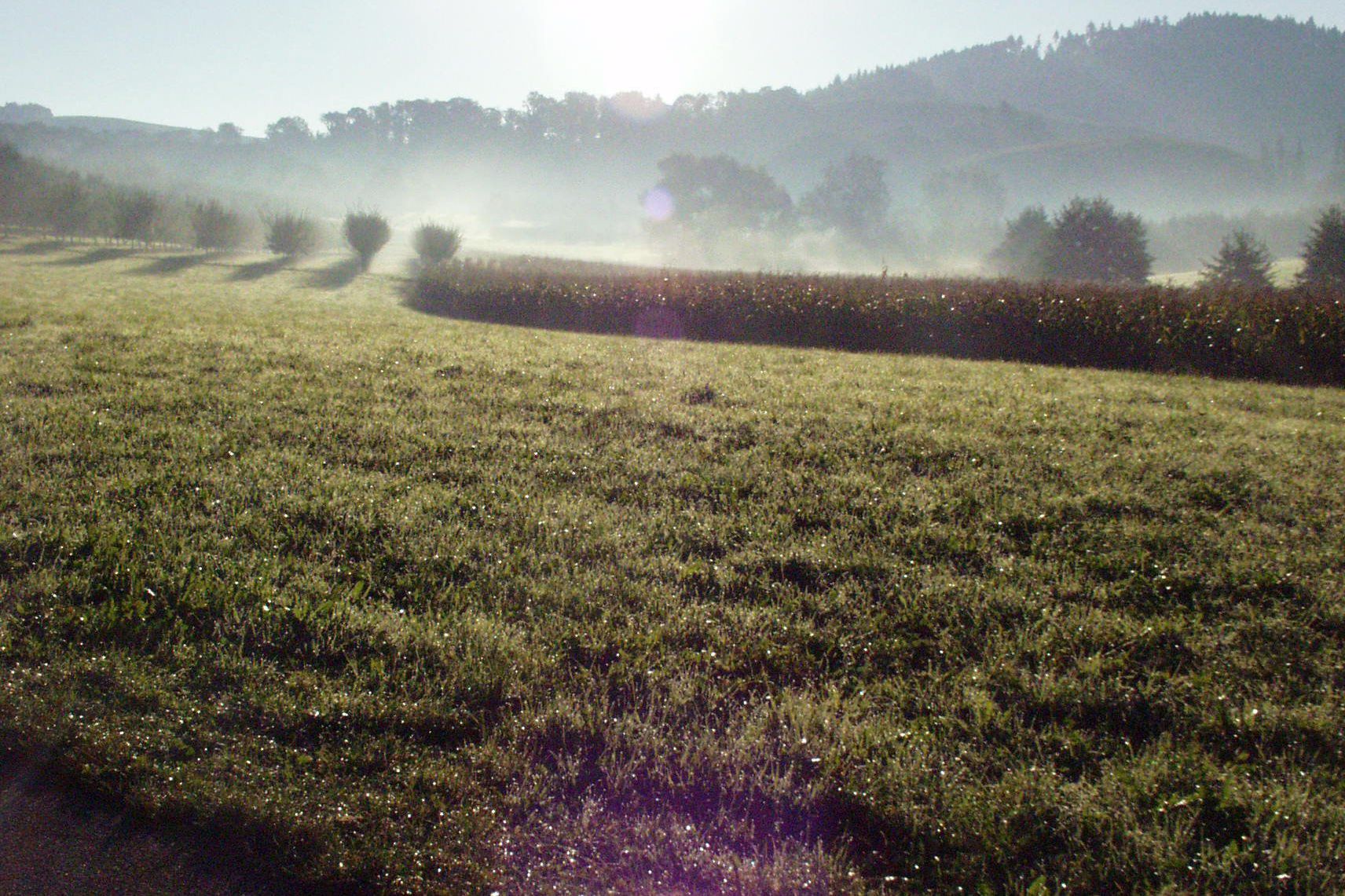 Appenweier - Weinparadies Ortenau