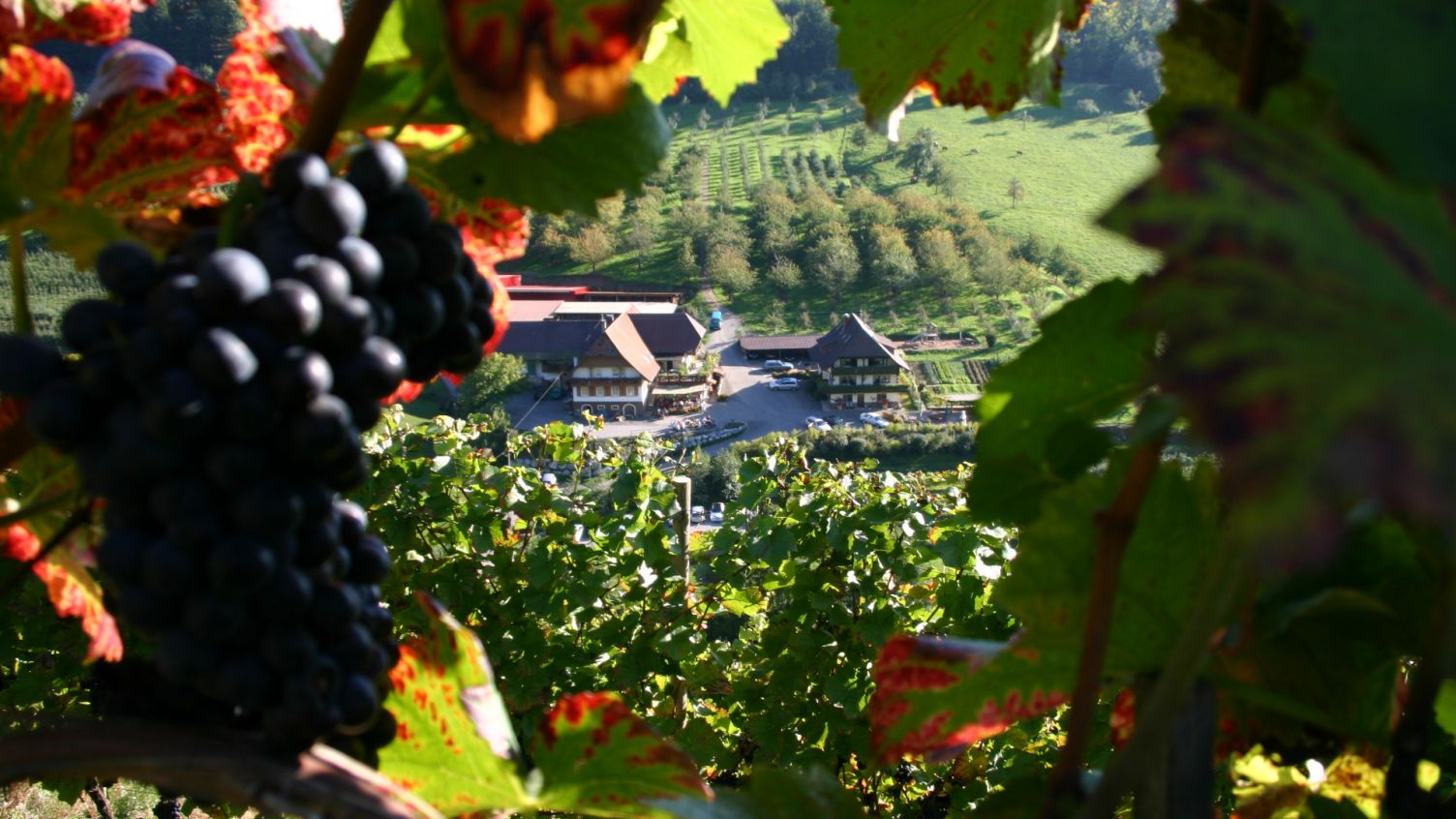 Weingut Bernhard Huber - Weinparadies Ortenau