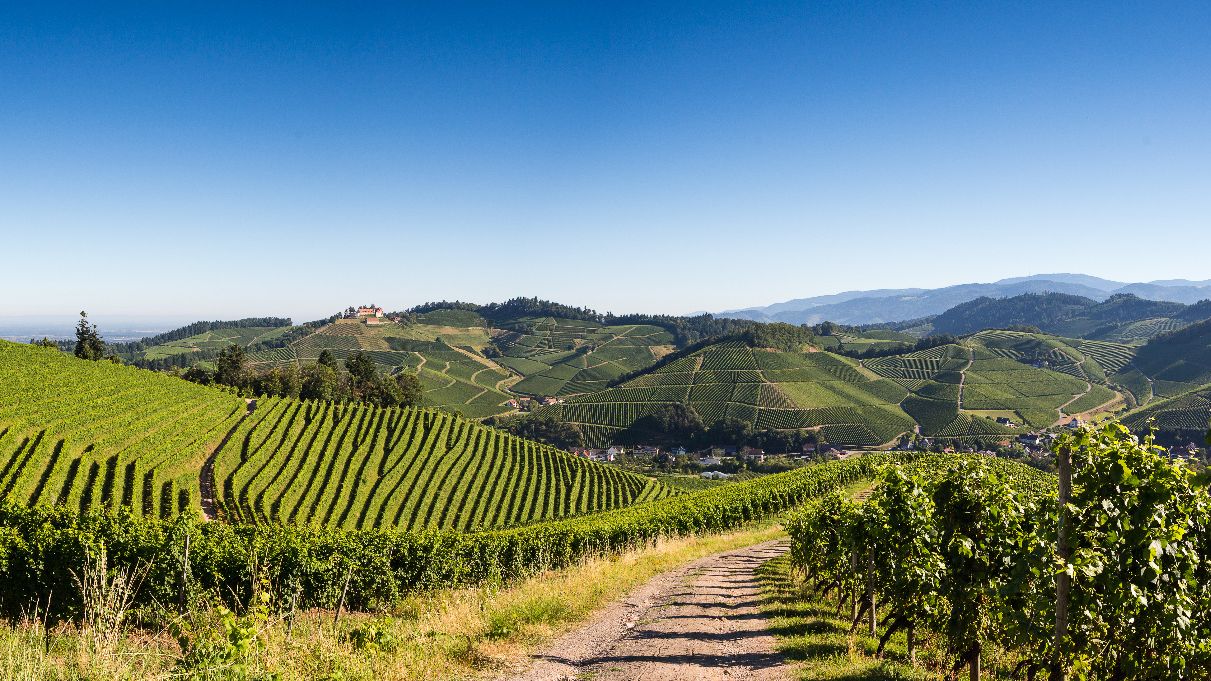 Durbach - Weinparadies Ortenau