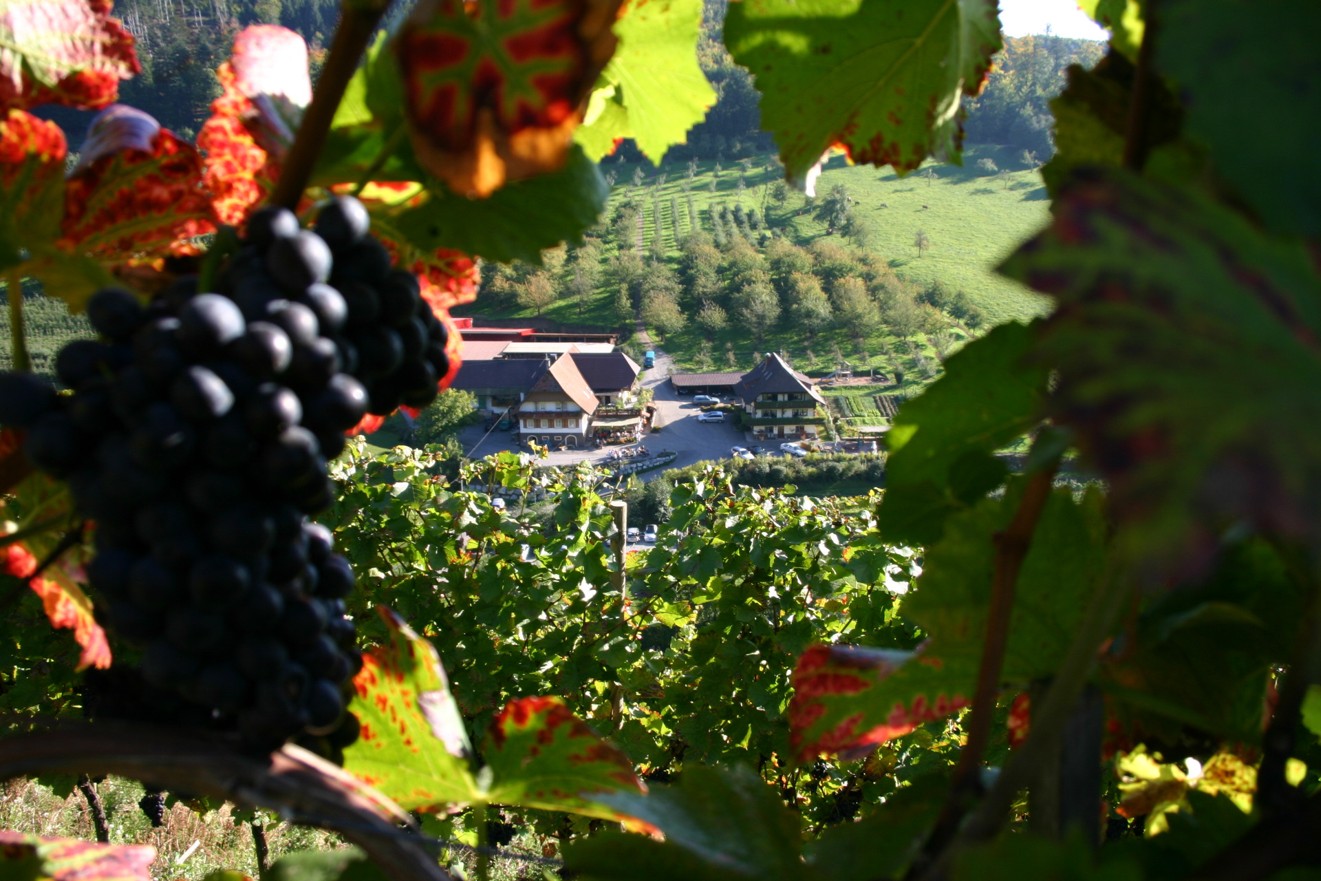 Weingut Bernhard Huber - Weinparadies Ortenau